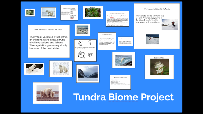 Tundra Biome Project by T B on Prezi