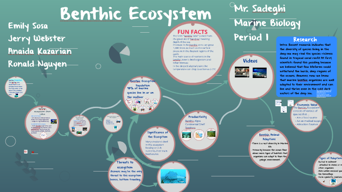 Benthic Ecosystem by Anaida Kazarian on Prezi