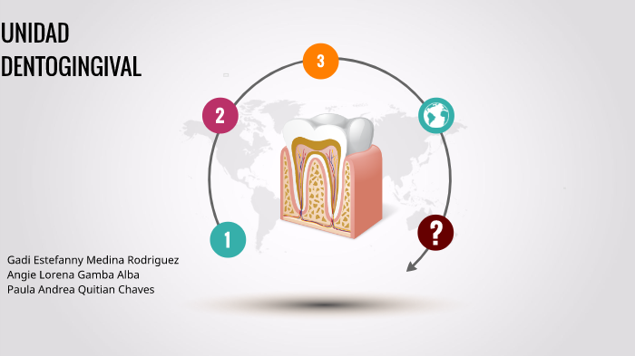Unidad dentogingival by Paula Quitian on Prezi