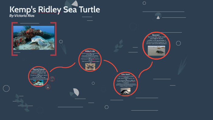 Kemp Ridley Sea Turtle by Victoria Rios