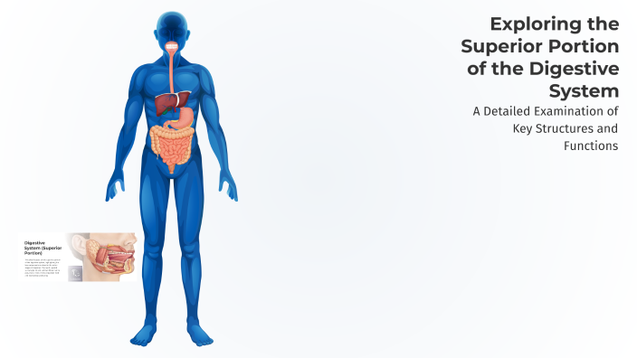 Exploring the Superior Portion of the Digestive System by Swetha ...