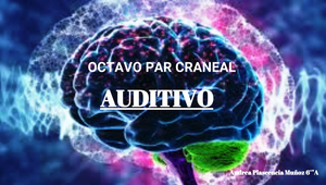 Octavo Par Craneal (Auditivo) by Andrea Plascencia Muñoz on Prezi Design