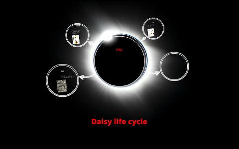 Daisy life cycle by Alexander Kerron on Prezi