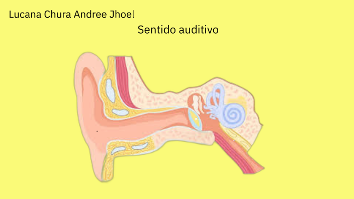 Sentido auditivo by Andree L on Prezi