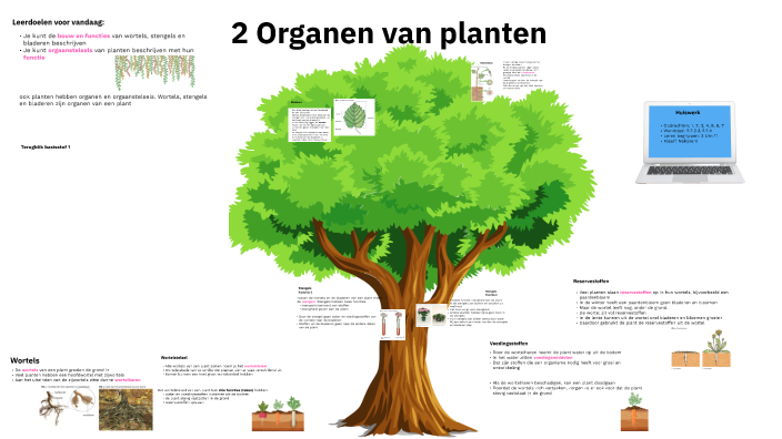 Basisstof 2 Organen van planten 1KGT by anouk kuiper on Prezi