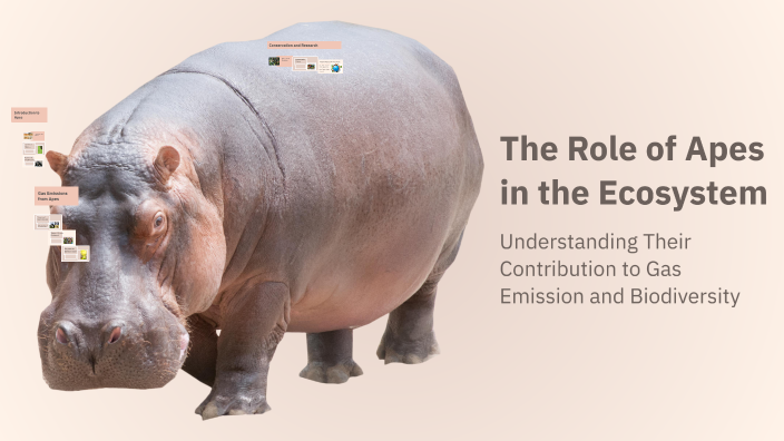 The Role of Apes in the Ecosystem by Eunice Lee on Prezi