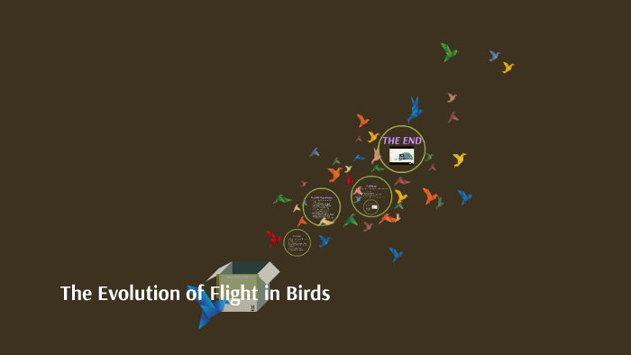 The Evolution of Flight in Birds by Ellyssa Collinsworth on Prezi