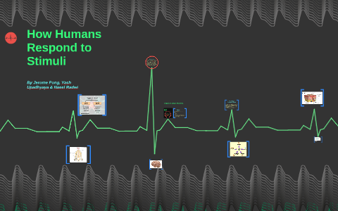 How Humans Respond to Stimuli by Jerome P on Prezi