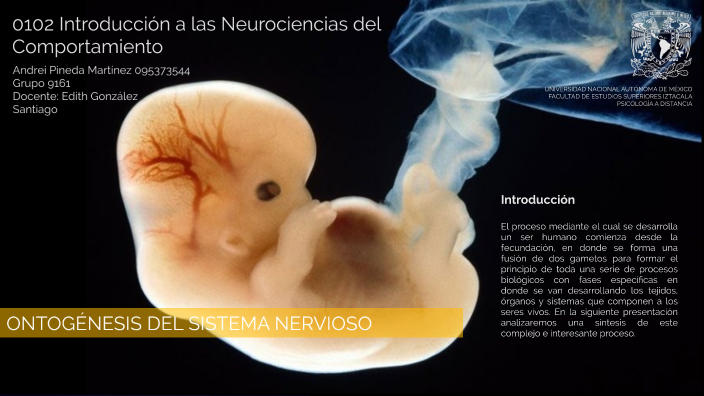 Ontogénesis del Sistema Nervioso by Andrei Pineda on Prezi