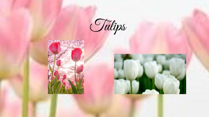 Tulips Reproduction by Dulce Lira on Prezi