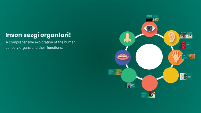 Inson sezgi organlari! by Madina Azimova on Prezi