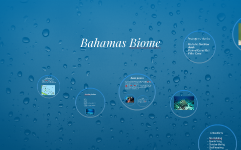 Bahamas Biome by alec wilimovsky on Prezi