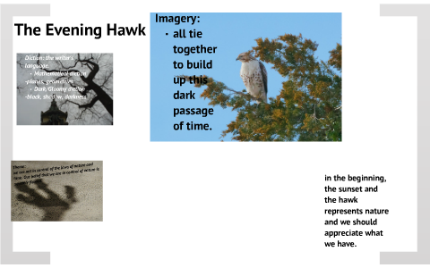 Evening Hawk by corey hardin on Prezi