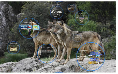 Wolf's by Jeffery Taylor on Prezi