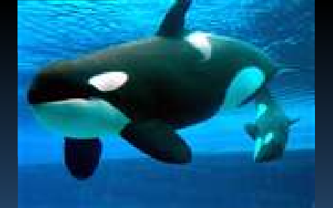 Food chain of a killer whale by Sioned Peake on Prezi