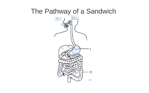 the pathway of a sandwhich by Emily Randal on Prezi