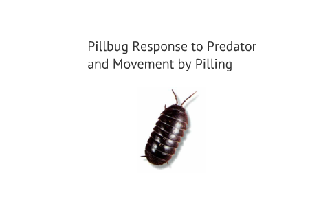 Pill Bug Response to Predator and Movement by Pilling by John Dockery ...