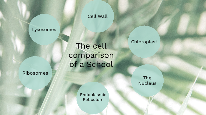 School-cell comparison project by Olivia Wangerow on Prezi