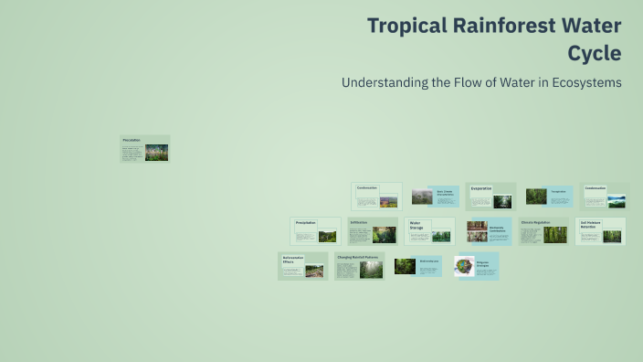Tropical Rainforest Water Cycle by Bailyn Hitz on Prezi