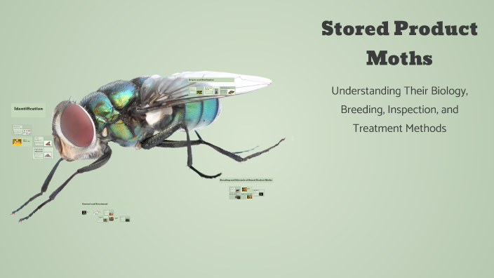 Stored Product Moths by Colin Harrison on Prezi