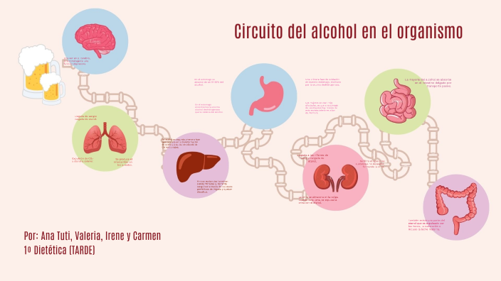 Circuito del alcohol en el organismo by Irene Perez on Prezi