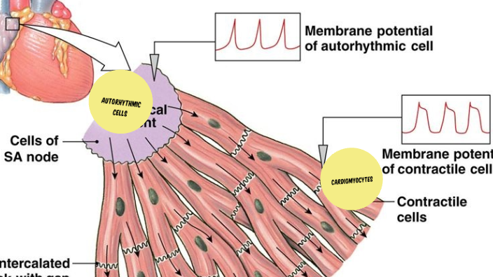 Autorhythmic Conduction to Myocytes by Chiamaka Amadi on Prezi