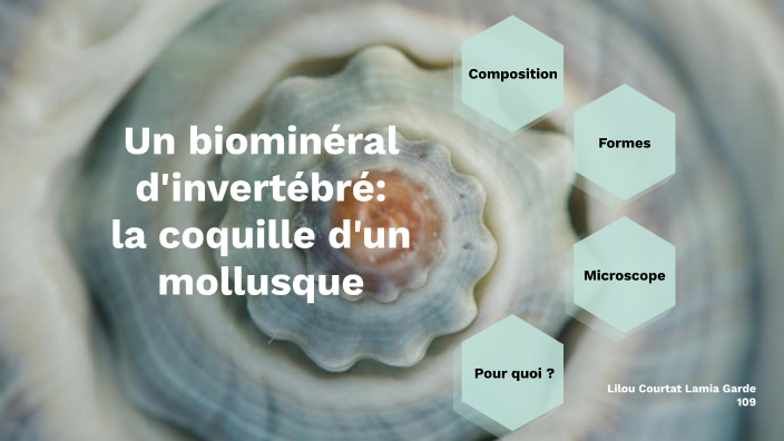 La coquille des mollusques by lamia garde on Prezi