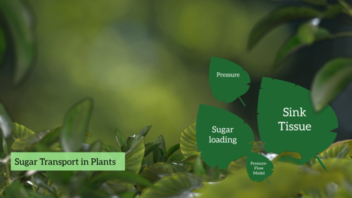 Sugar Transport in Plants by Alexandra Brown on Prezi