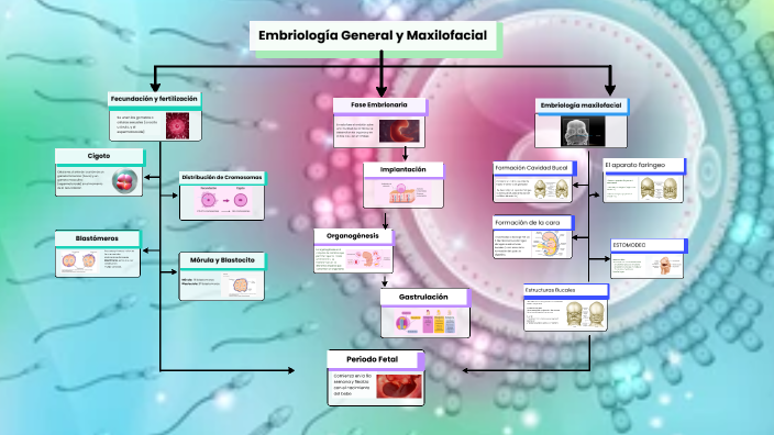Mapa Conceptual de Embriología by Gabriela Henriquez on Prezi