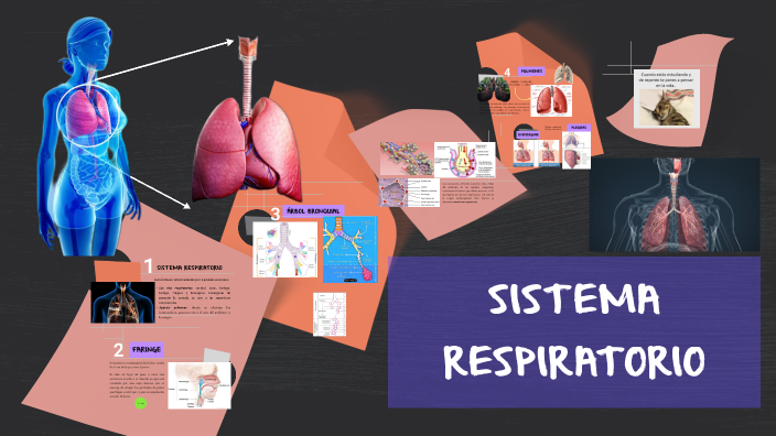 Respiratory System by Karen Av. on Prezi