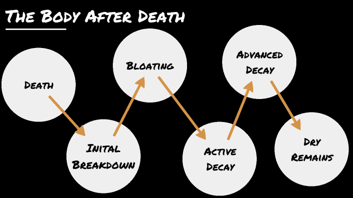 The Body After Death by Dakota Nelson on Prezi