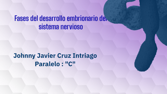Fases del desarrollo embrionario del sistema nervioso by Johnny Javier ...