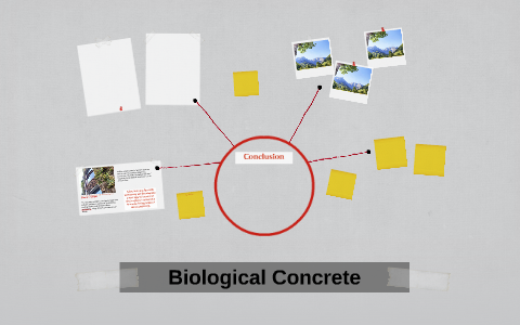 Biological Concrete by Abbie Webb on Prezi