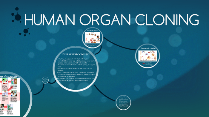 HUMAN ORGAN CLONING by Maggie Gleeson on Prezi