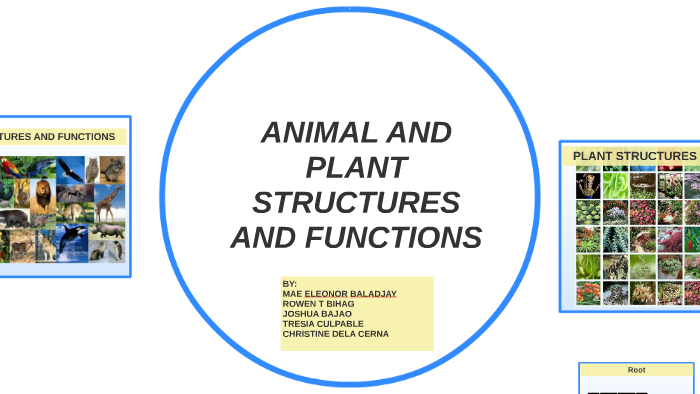 ANIMAL AND PLANT STRUCTURES AND FUNCTIONS by Blessy Mae Canete on Prezi