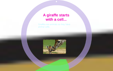 A giraffe starts with a cell... by mabry freeland on Prezi