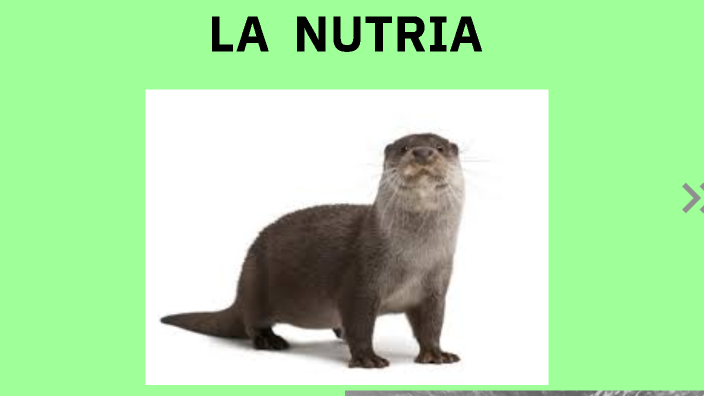 La nutria by soy asthetic soporten y la queso on Prezi