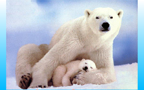 A Day In The Life of Polar Bears ! :) by Kitri Zezza on Prezi