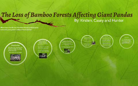 The Loss of Bamboo Forests Affecting Giant Pandas by Casey Olsen on Prezi