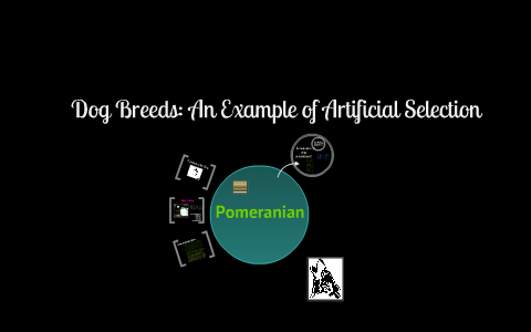 Dog Breeds: An Example of Artificial Selection by Bryn Taylor on Prezi