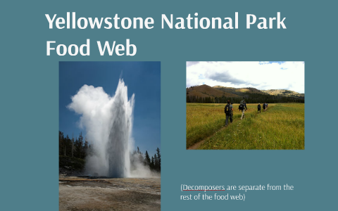 Yellowstone National Park Food Web by Ellen Jesina on Prezi