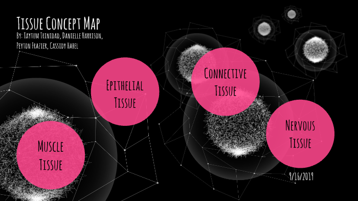 Tissue Concept Map by taytum trinidad on Prezi