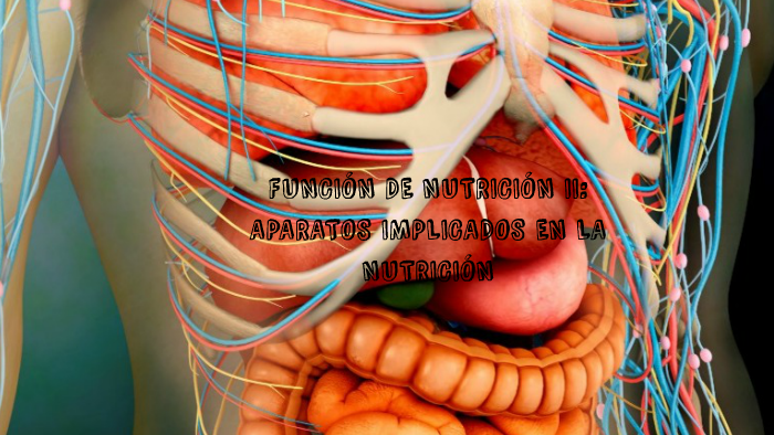 FUNCIÓN DE NUTRICIÓN II:APARATOS IMPLICADOS EN LA NUTRICIÓN by alba ...