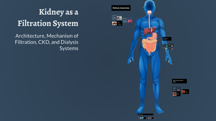 Kidney as a Filtration System by Ronit2 on Prezi