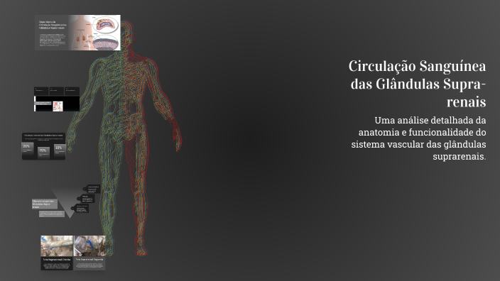 Circulação Sanguínea das Glândulas Supra-renais by Jose Mariano on Prezi