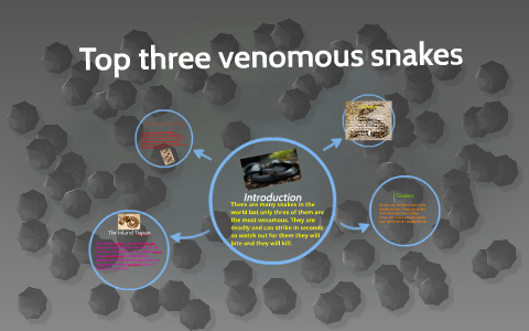 Top three venomous snakes by trevor king on Prezi