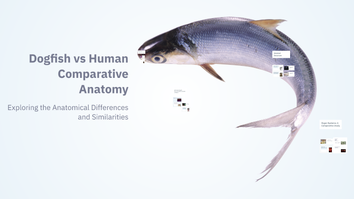 Dogfish vs Human Comparative Anatomy by Peggy CHRISMAN on Prezi