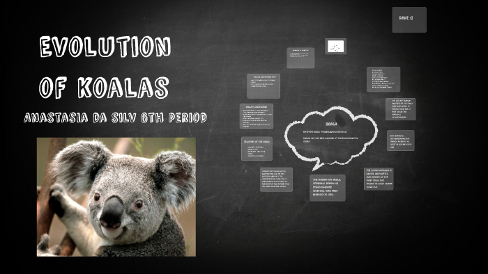 Evolution of the Koala by Anastasia da Silva on Prezi