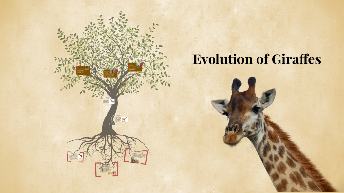 Evolution of Giraffes by Ryan Myers on Prezi