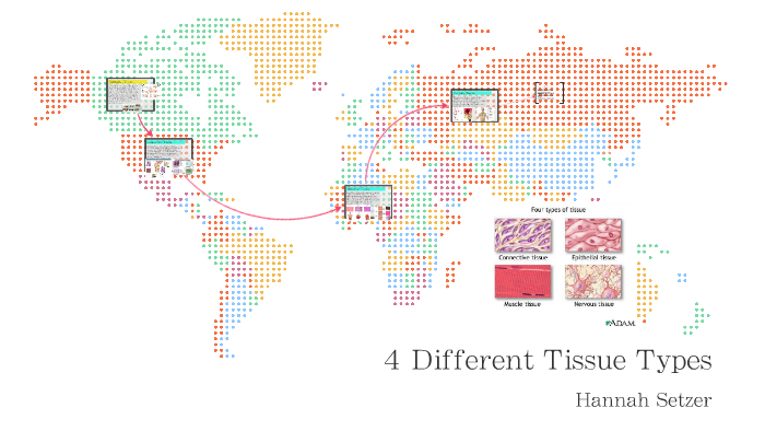 4 Different Tissue Types by Hannah Setzer on Prezi